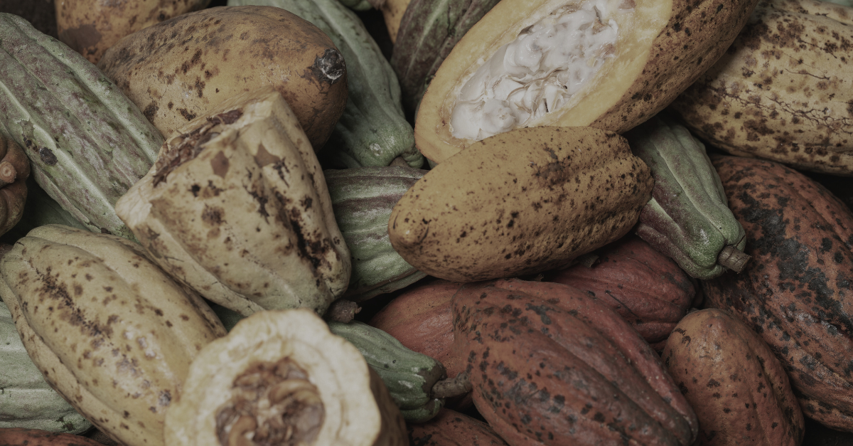 Cocoa in Ivory Coast: A Historical and Economic Overview